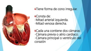 Anatomia de la parte externa del corazón | PPTX