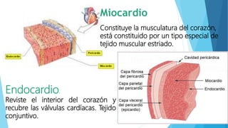 Anatomia de la parte externa del corazón | PPTX
