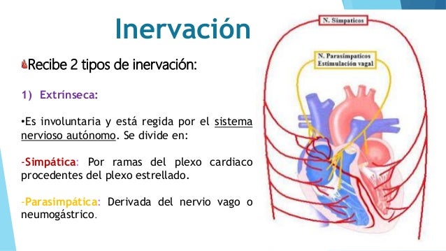 Anatomia de la parte externa del corazón