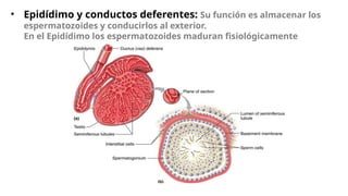 anatomiadelapartoreproductormasculino.pptx