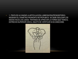 Anatomia de la pelvis | PPTX