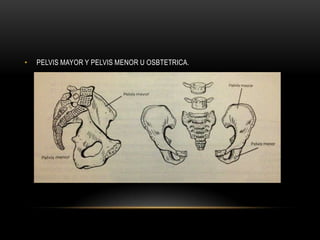 Anatomia de la pelvis | PPTX