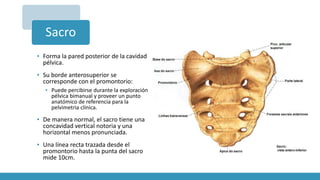 Anatomia de la pelvis - Apuntes de aatomia | PDF