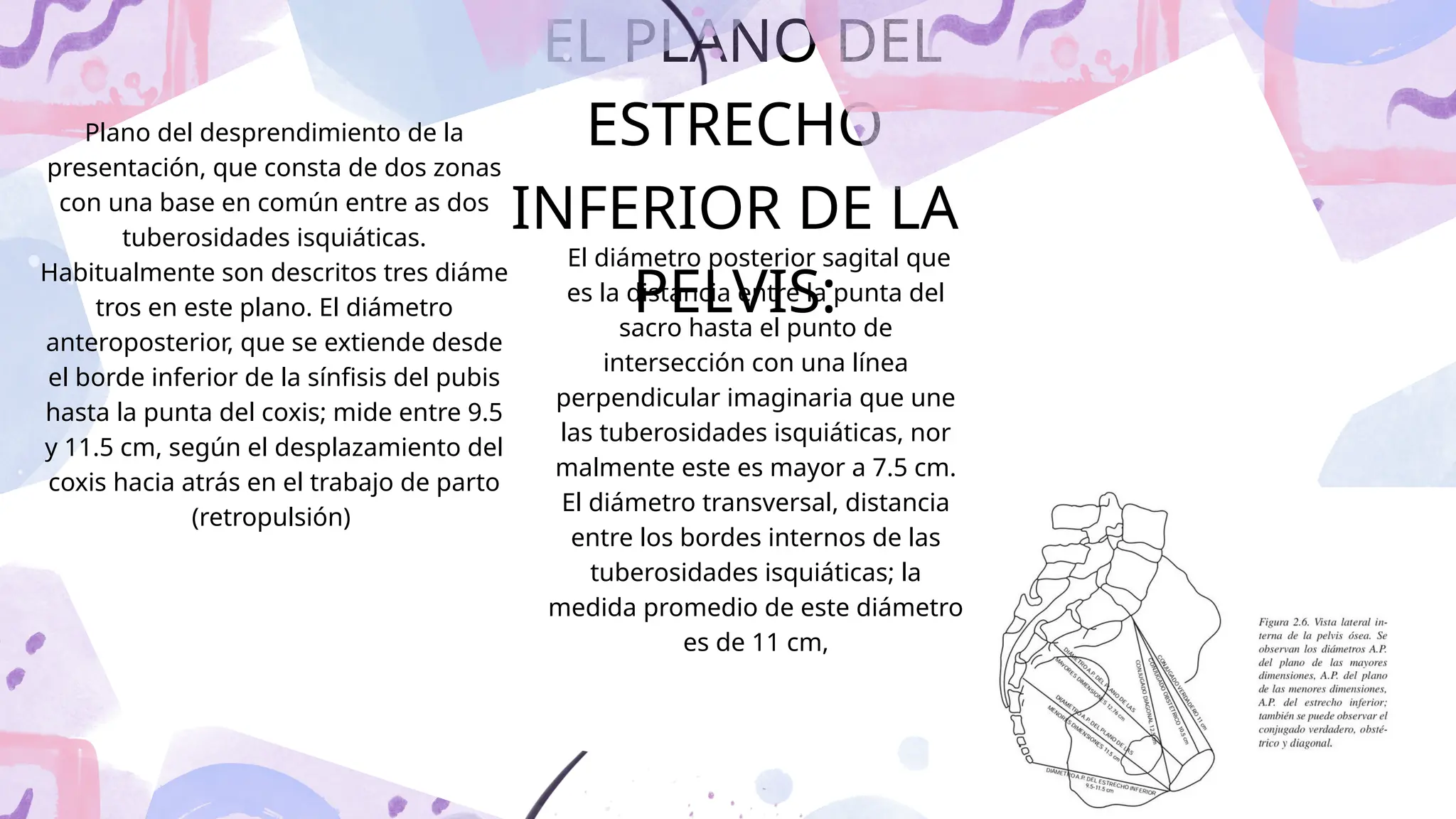 anatomia de la pelvis femenina y tipos de pelvis | PPTX