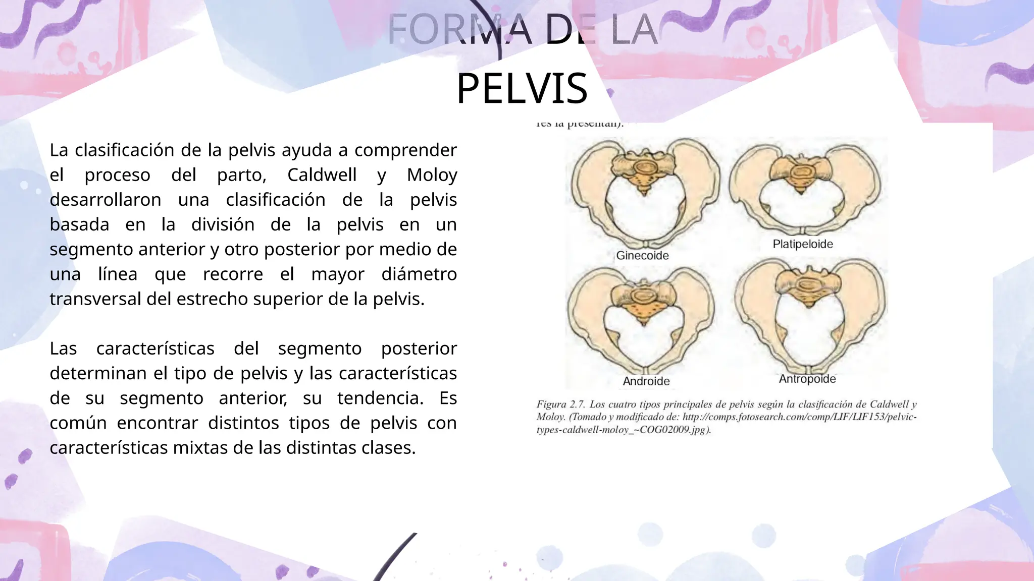 anatomia de la pelvis femenina y tipos de pelvis | PPTX