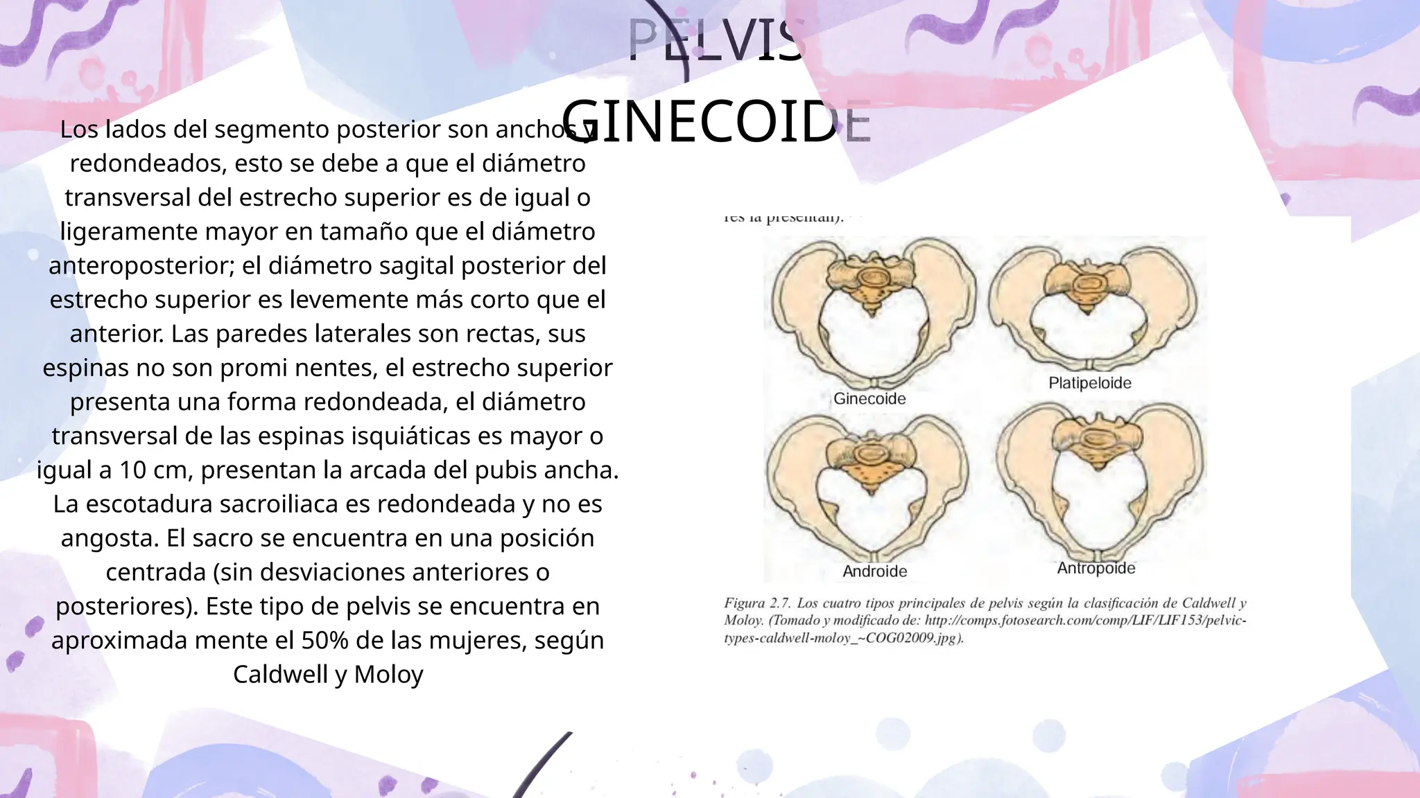 anatomia de la pelvis femenina y tipos de pelvis | PPTX