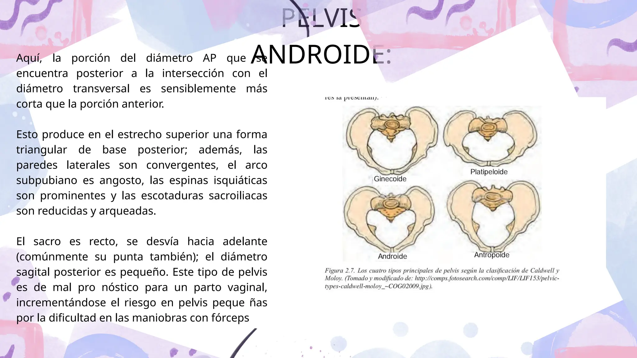 anatomia de la pelvis femenina y tipos de pelvis | PPTX