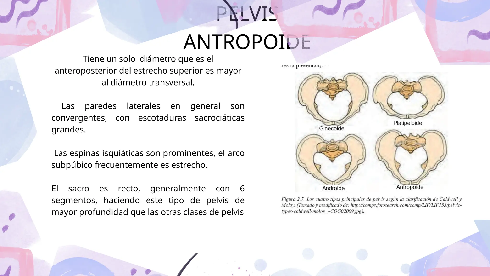 anatomia de la pelvis femenina y tipos de pelvis | PPTX