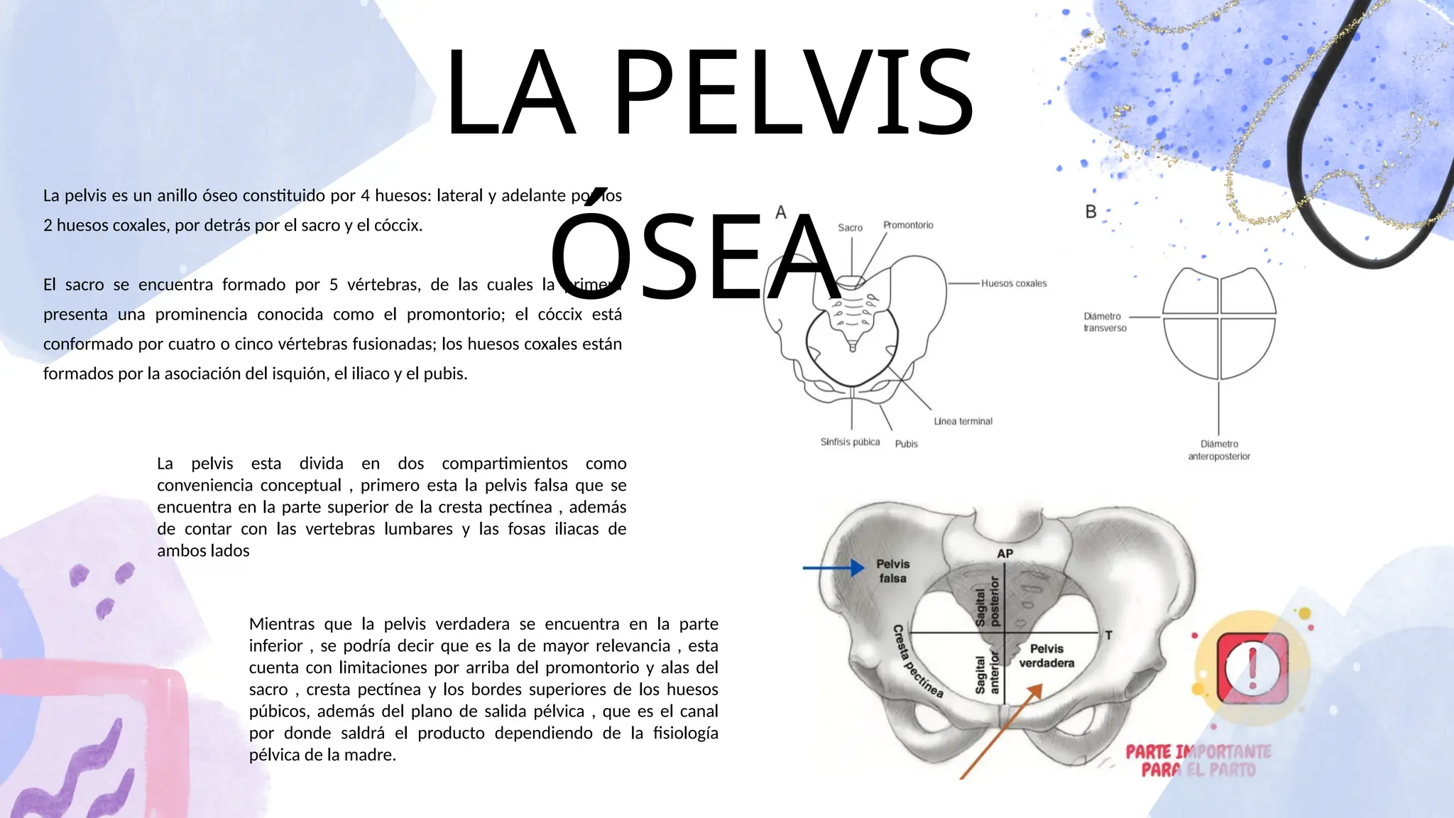 anatomia de la pelvis femenina y tipos de pelvis | PPTX