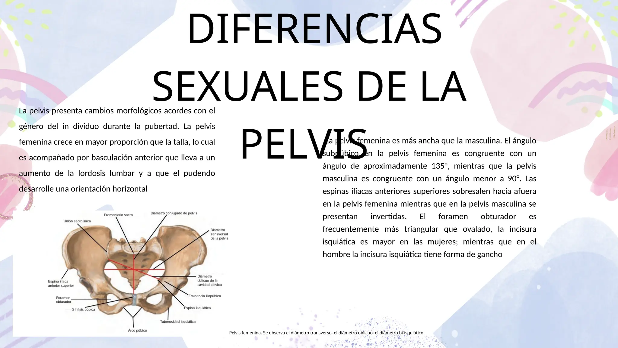 anatomia de la pelvis femenina y tipos de pelvis | PPTX
