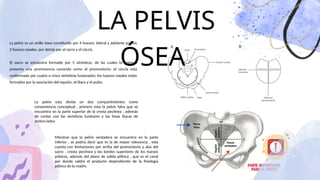 anatomia de la pelvis femenina y tipos de pelvis | PPTX