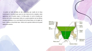 anatomia de la pelvis femenina y tipos de pelvis | PPTX