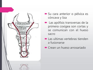 ANATOMIA DE LA PELVIS FEMENINA clase 4.ppt