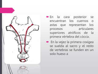 ANATOMIA DE LA PELVIS FEMENINA clase 4.ppt