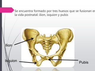 ANATOMIA DE LA PELVIS FEMENINA clase 4.ppt