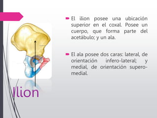 ANATOMIA DE LA PELVIS FEMENINA clase 4.ppt