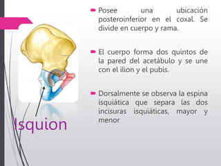 ANATOMIA DE LA PELVIS FEMENINA clase 4.ppt