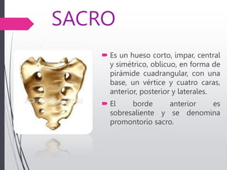 ANATOMIA DE LA PELVIS FEMENINA clase 4.ppt