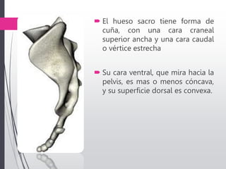 ANATOMIA DE LA PELVIS FEMENINA clase 4.ppt