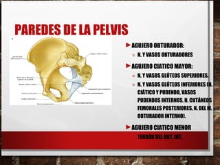 Anatomia de la pelvis ilustra | PPT