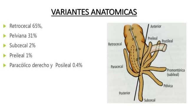 Anatomia del apendice