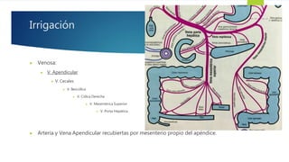 ANATOMIA DEL APENDICE.pptx