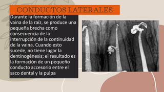 ANATOMÍA DEL APICE radicular. Presentación | PDF