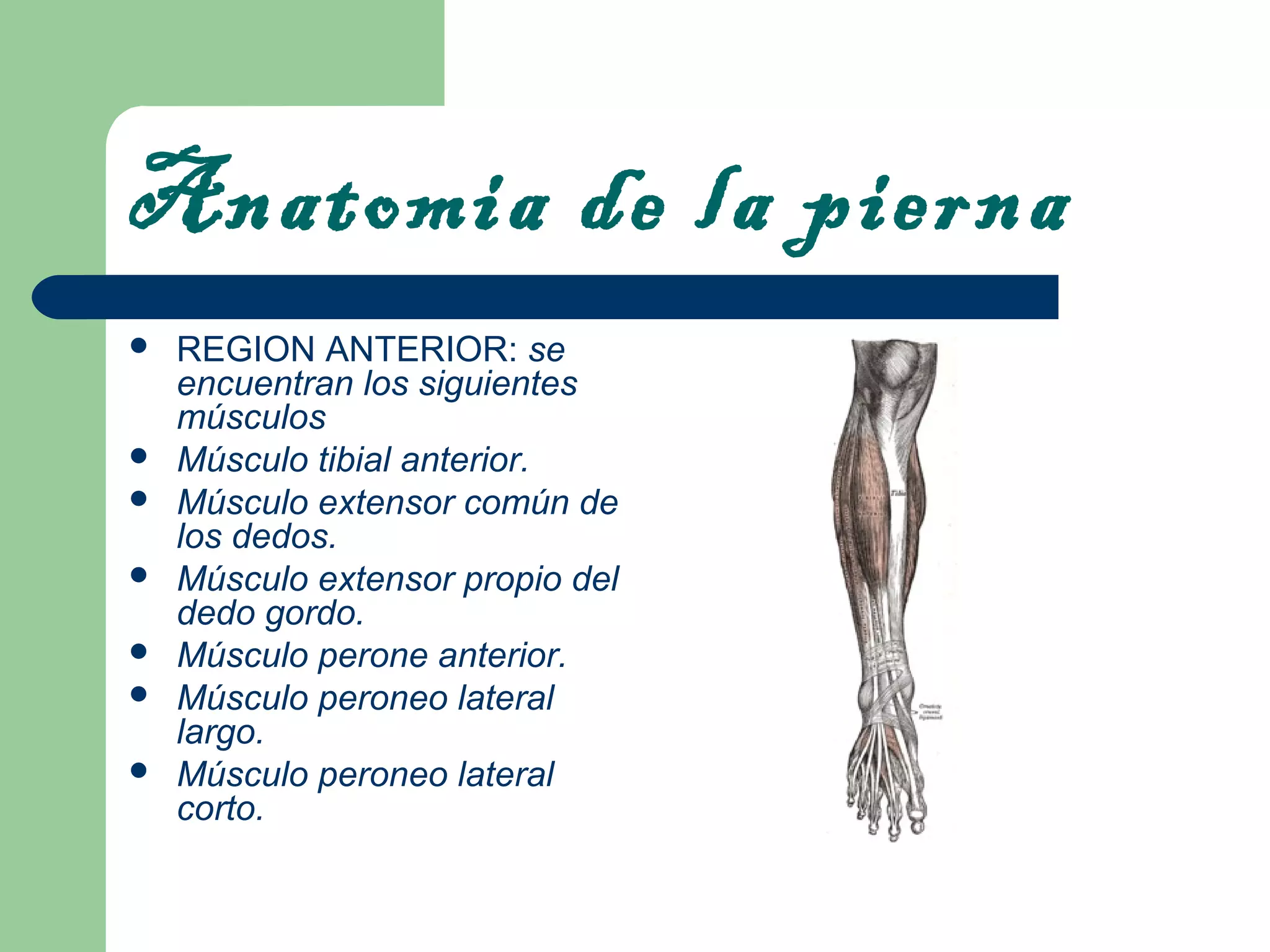 Anatomia de la pierna | PPT