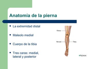 Anatomia de la pierna | PPT