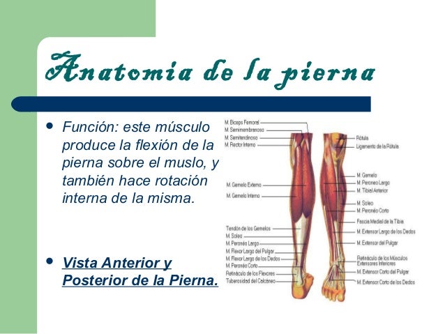Anatomia de la pierna