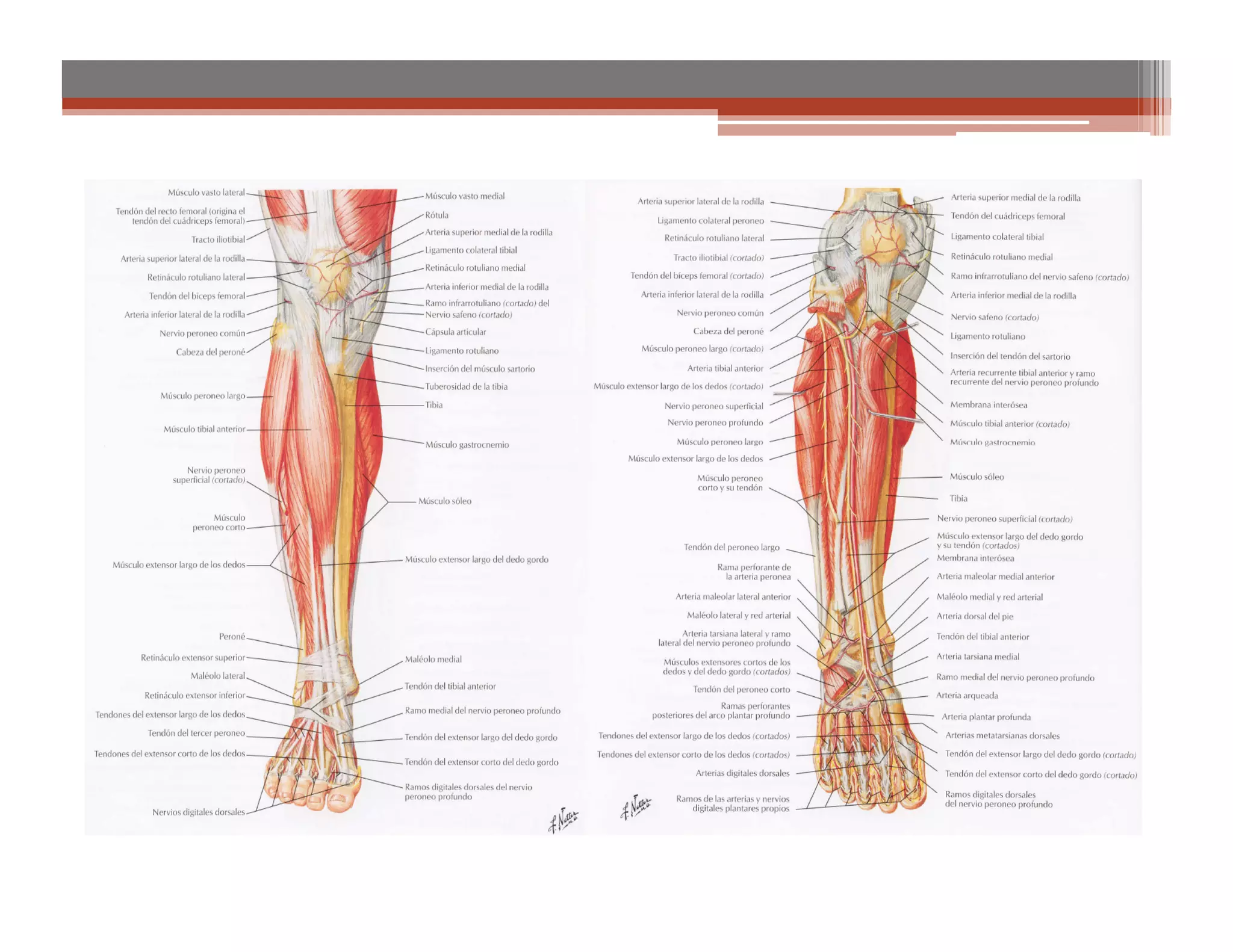Anatomia de la pierna | PDF
