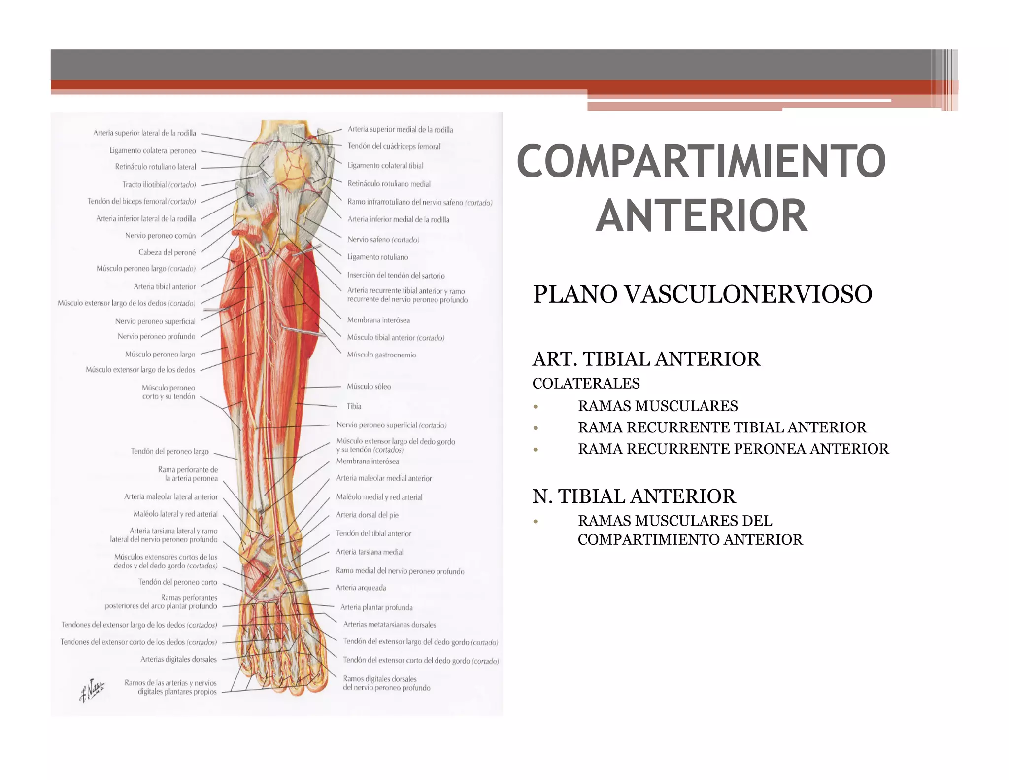 Anatomia de la pierna | PDF