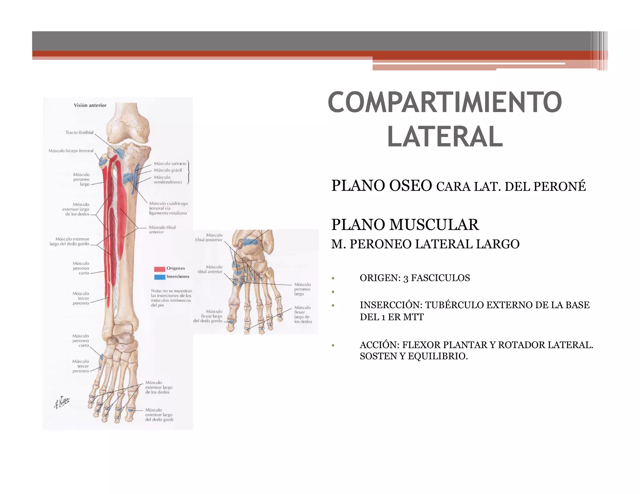 Anatomia de la pierna | PDF