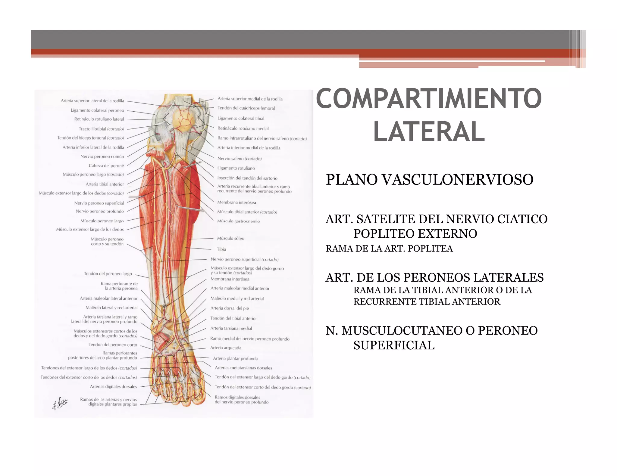 Anatomia de la pierna | PDF