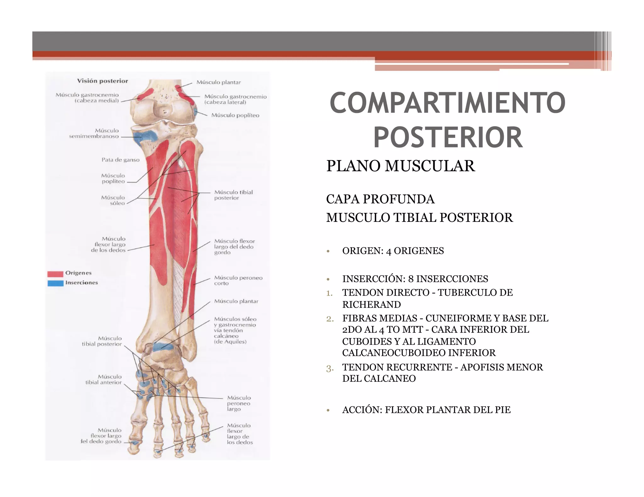 Anatomia de la pierna | PDF