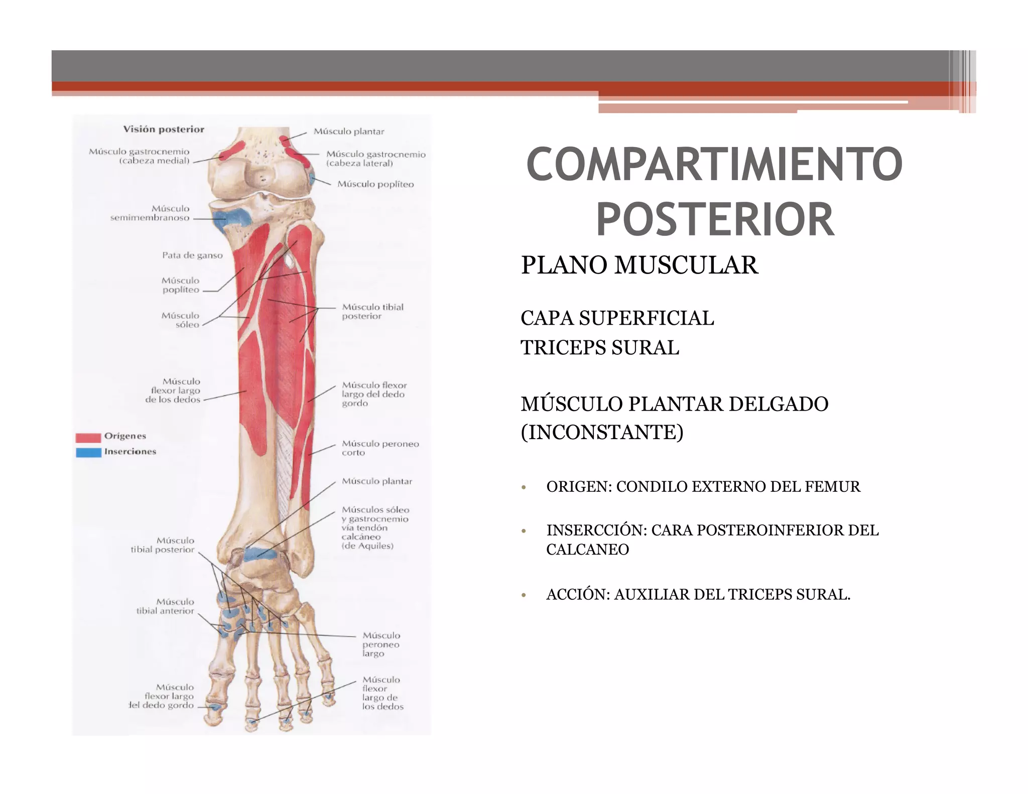 Anatomia de la pierna | PDF