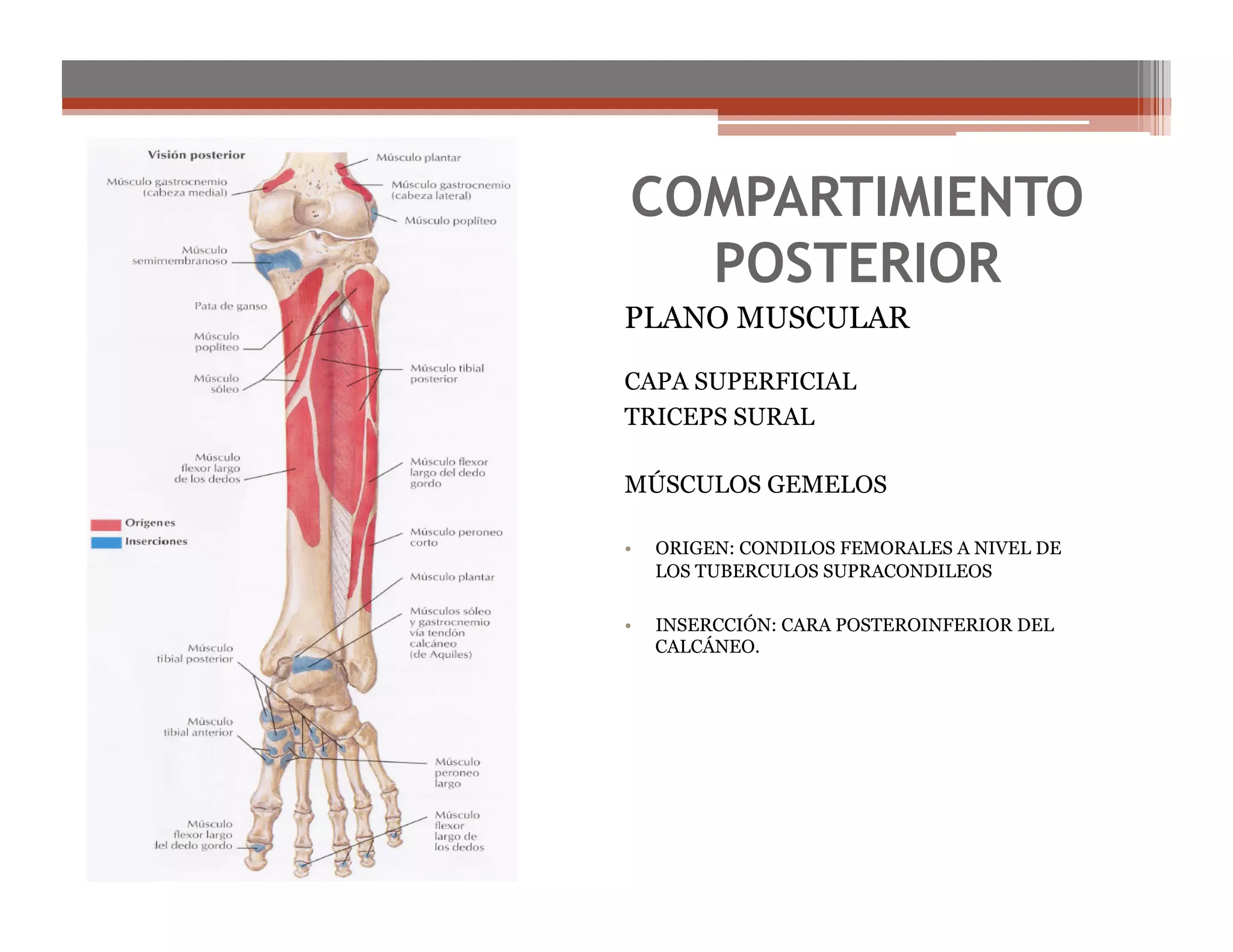 Anatomia de la pierna | PDF
