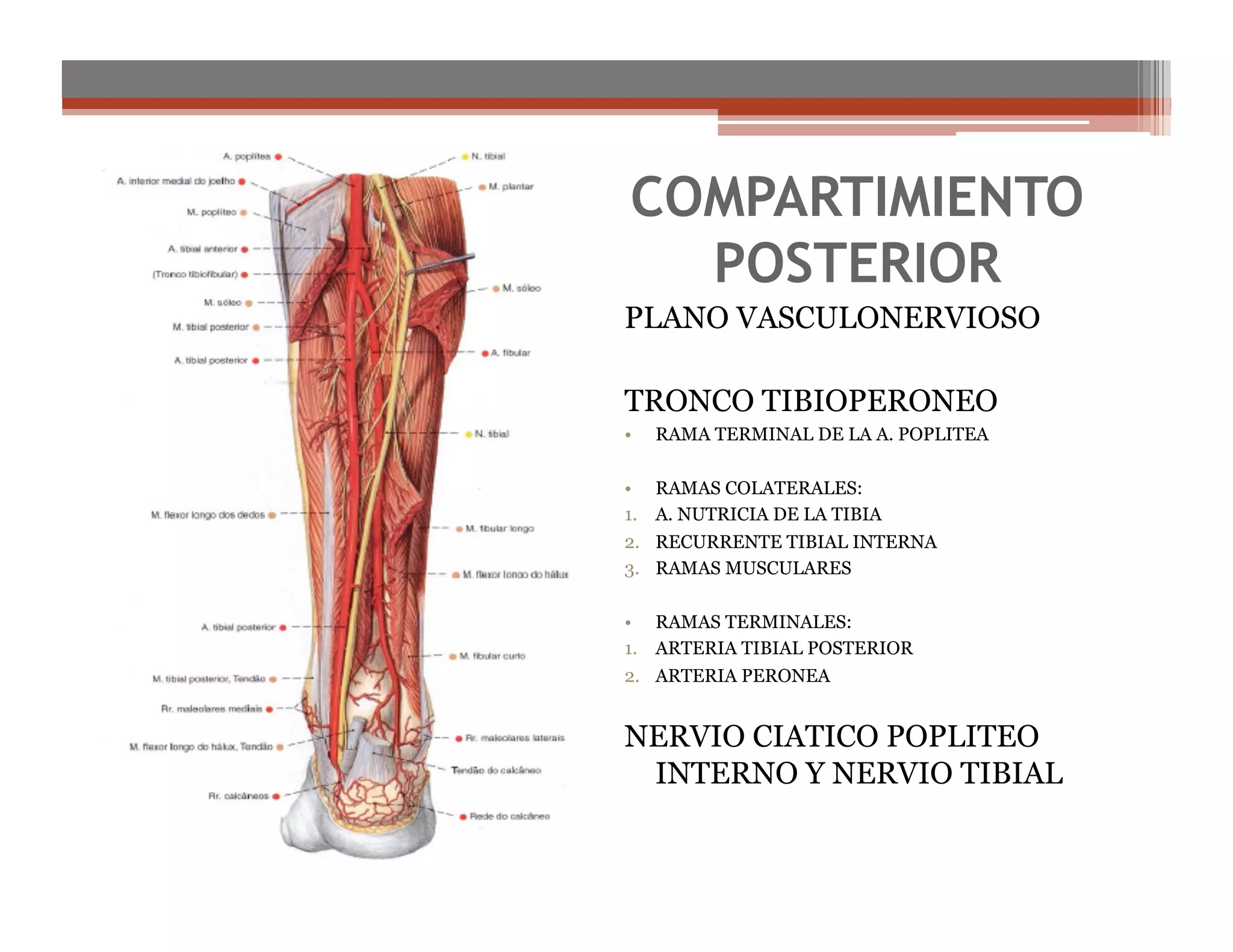 Anatomia de la pierna | PDF