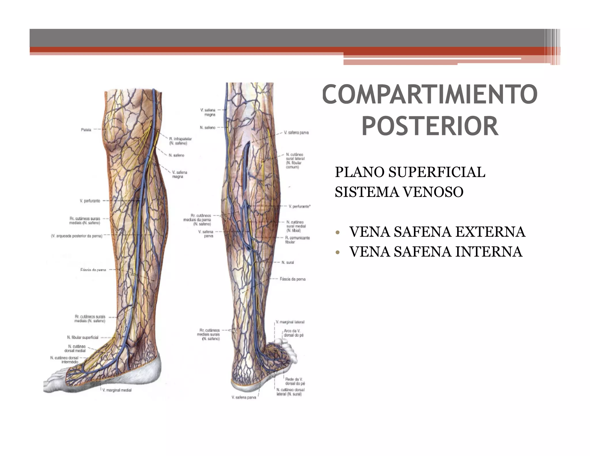 Anatomia de la pierna | PDF