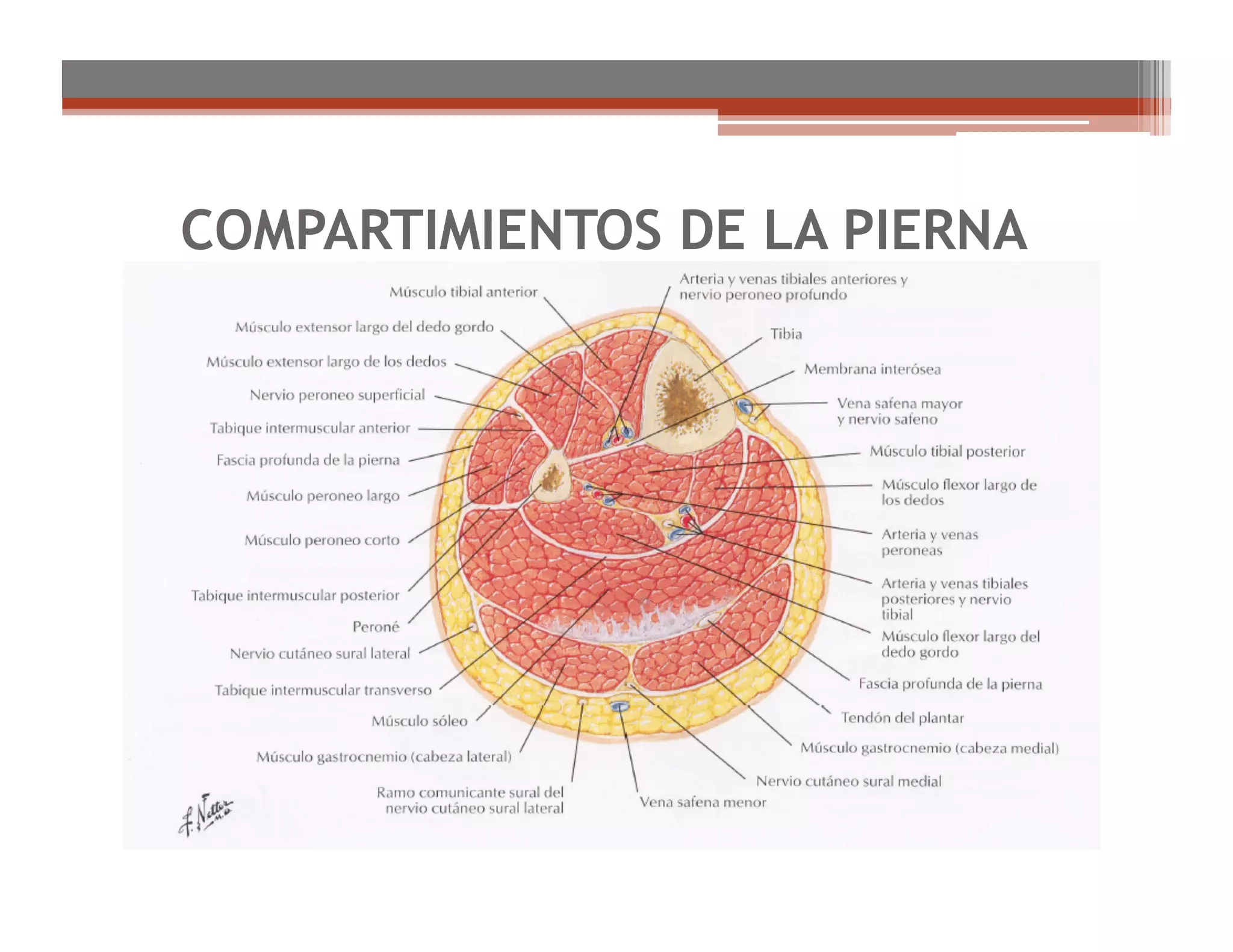 Anatomia de la pierna | PDF