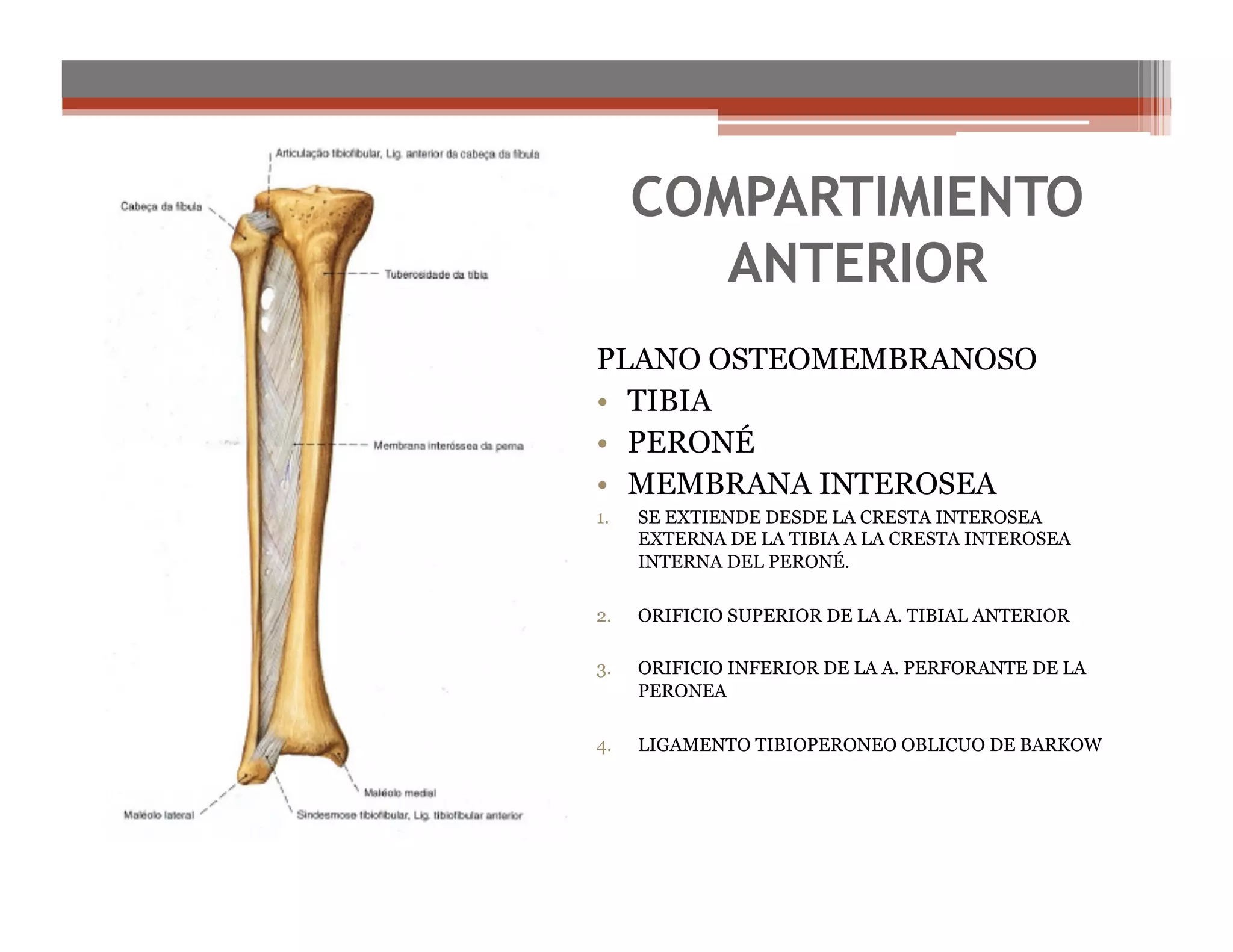 Anatomia de la pierna | PDF
