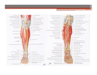 Anatomia de la pierna | PDF