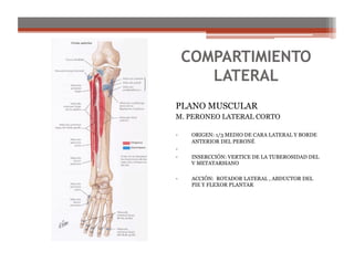 Anatomia de la pierna | PDF