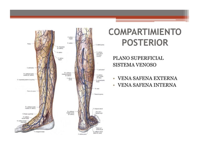 Anatomia de la pierna | PDF