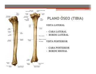 Anatomia de la pierna | PDF