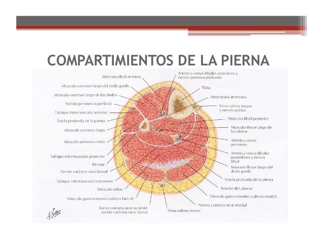 Anatomia de la pierna