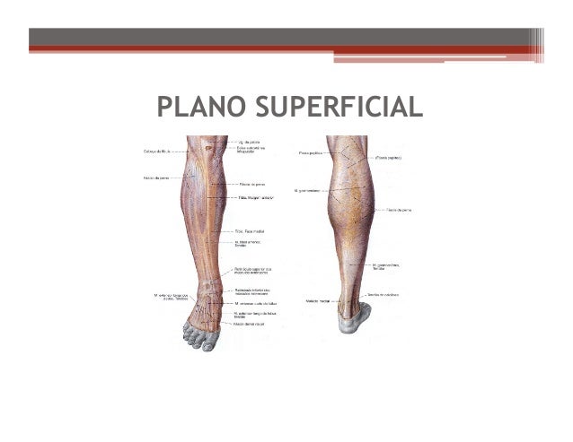 Anatomia de la pierna
