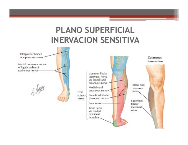 Anatomia de la pierna