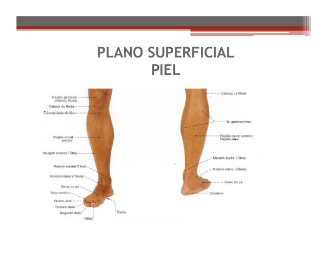 Anatomia de la pierna