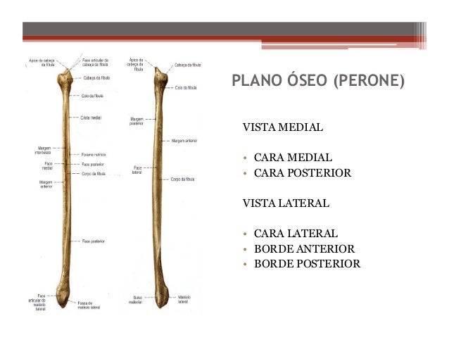 Anatomia de la pierna
